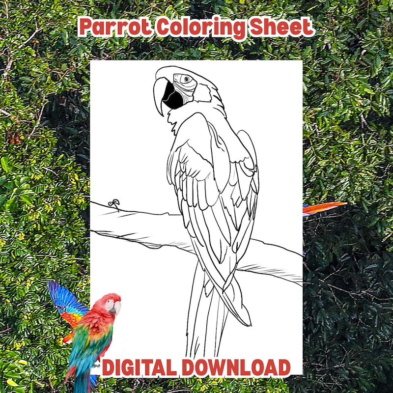 Parrot Coloring Pages - Etsy