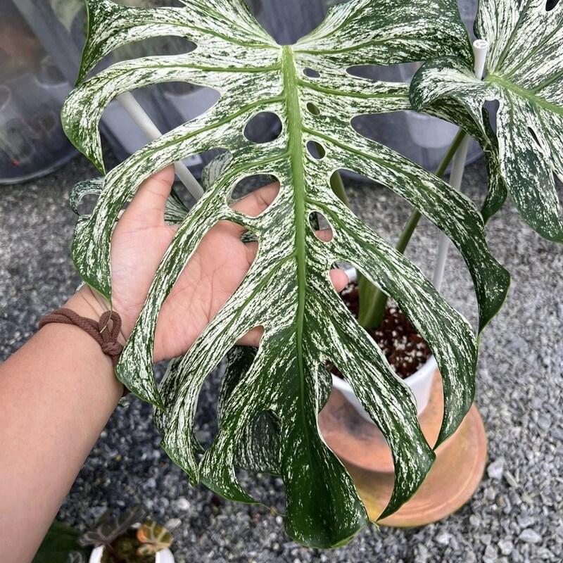 Variegated Monstera - Etsy
