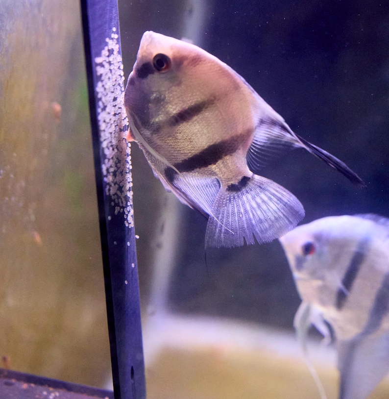 Angelfish & Discus Breeding Slate for Aquariums - Etsy
