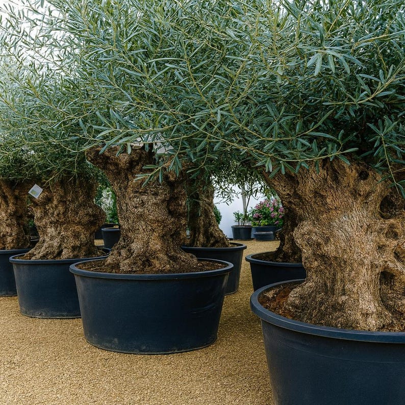 Canino Olive Tree Seeds (olea Europaea) | 10 Edible Fruit Seeds | Rare ...