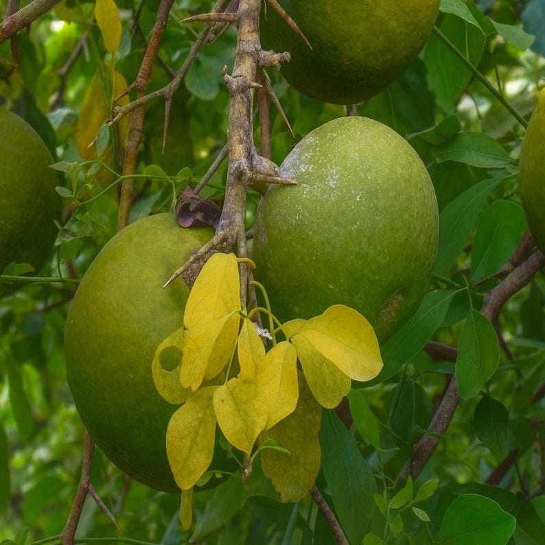 Bael Fruit Tree Seeds (aegle Marmelos) | 10 Rare Bengal Quince Seeds ...
