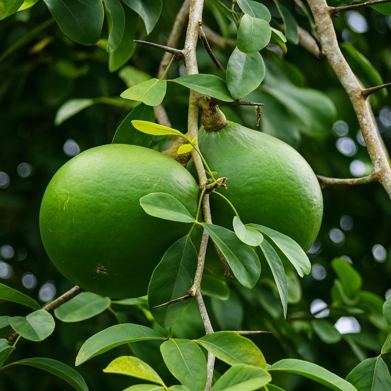 Royal Paradise Garden Rare Bael Plant Aegle Marmelos Medicinal Tree