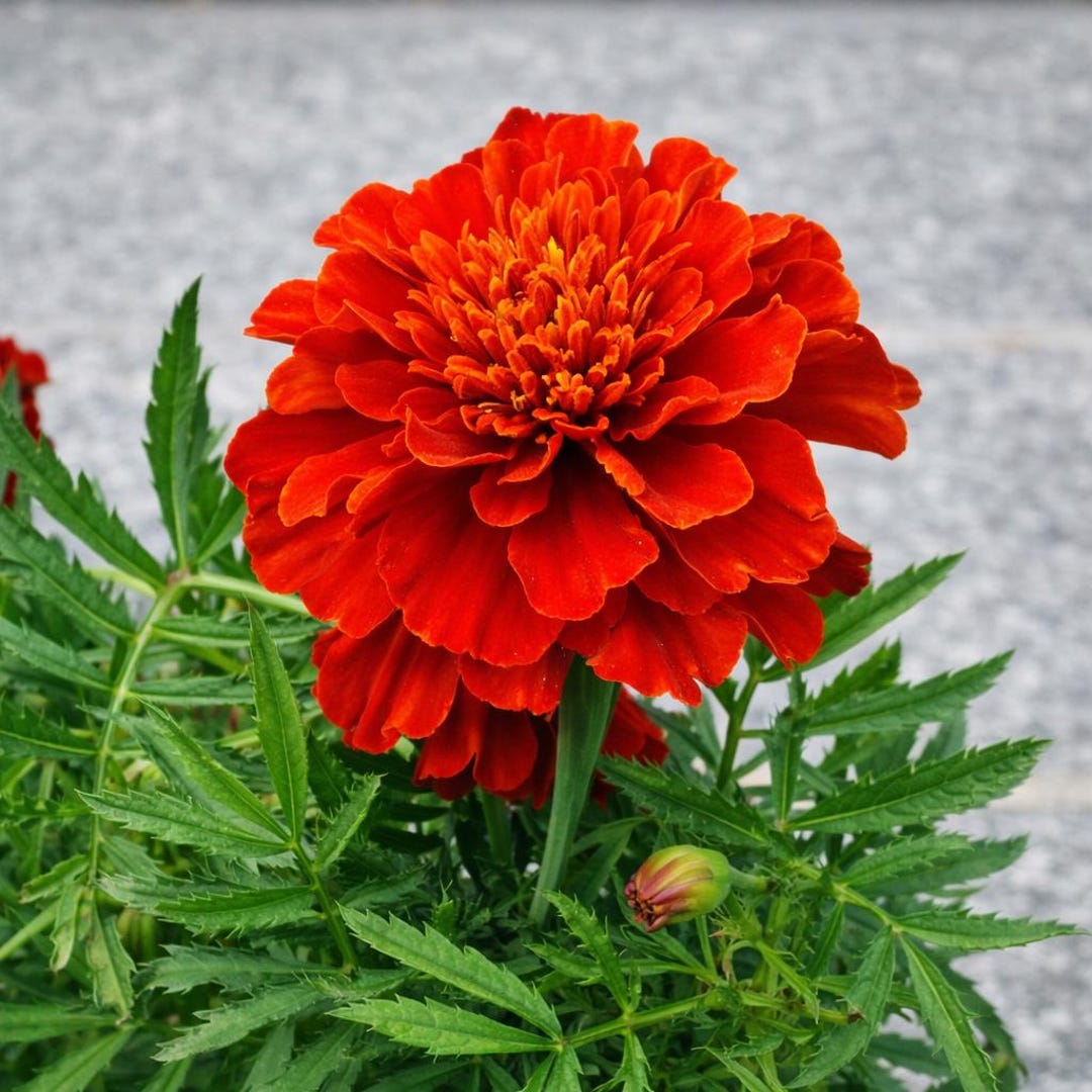 25 French Fireball Marigold Seeds | Bright Orange Red Blooms, Easy ...