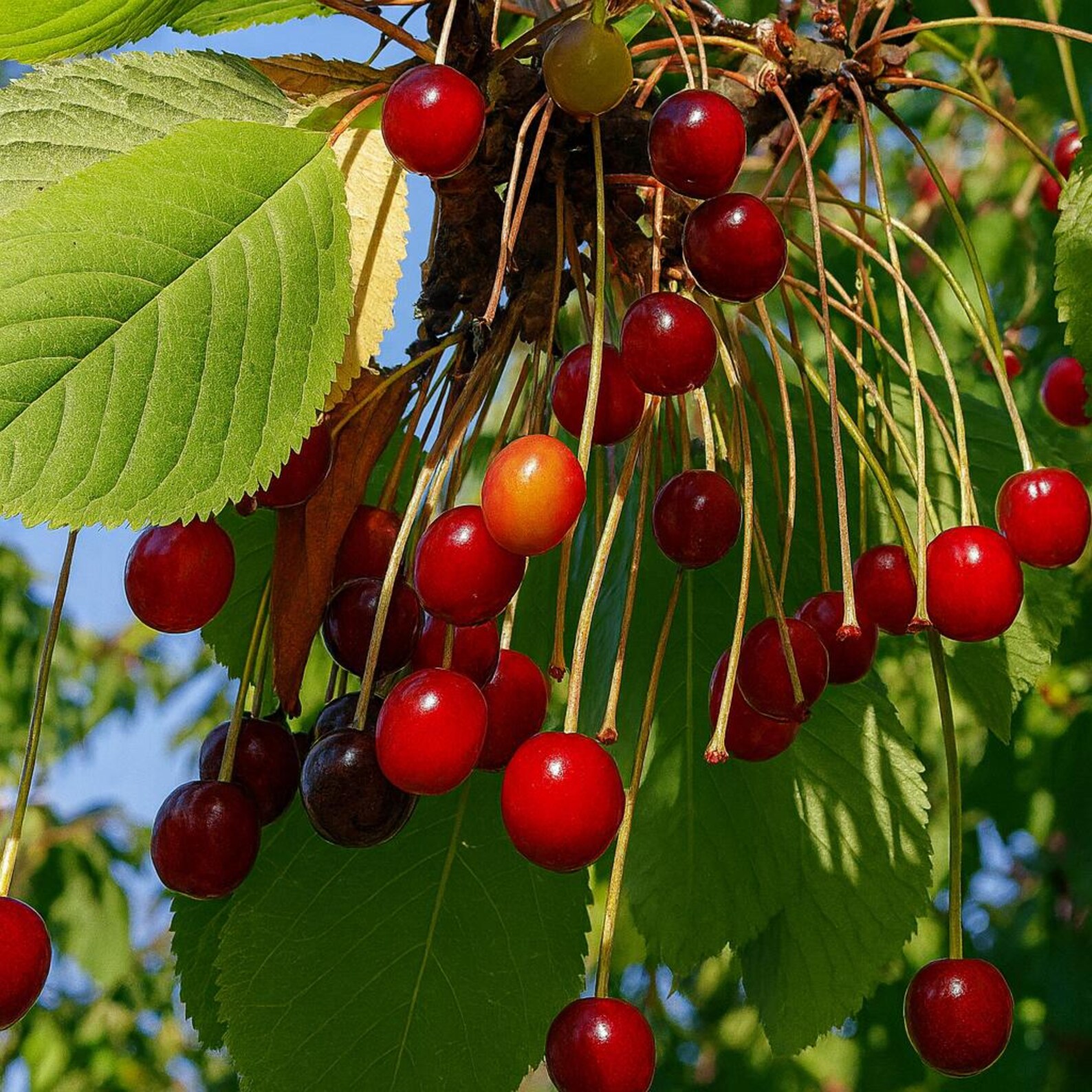 Sweet Mazzard Cherry Tree Seeds (prunus Avium) – 5 Hardy Zone 4 Non-gmo ...