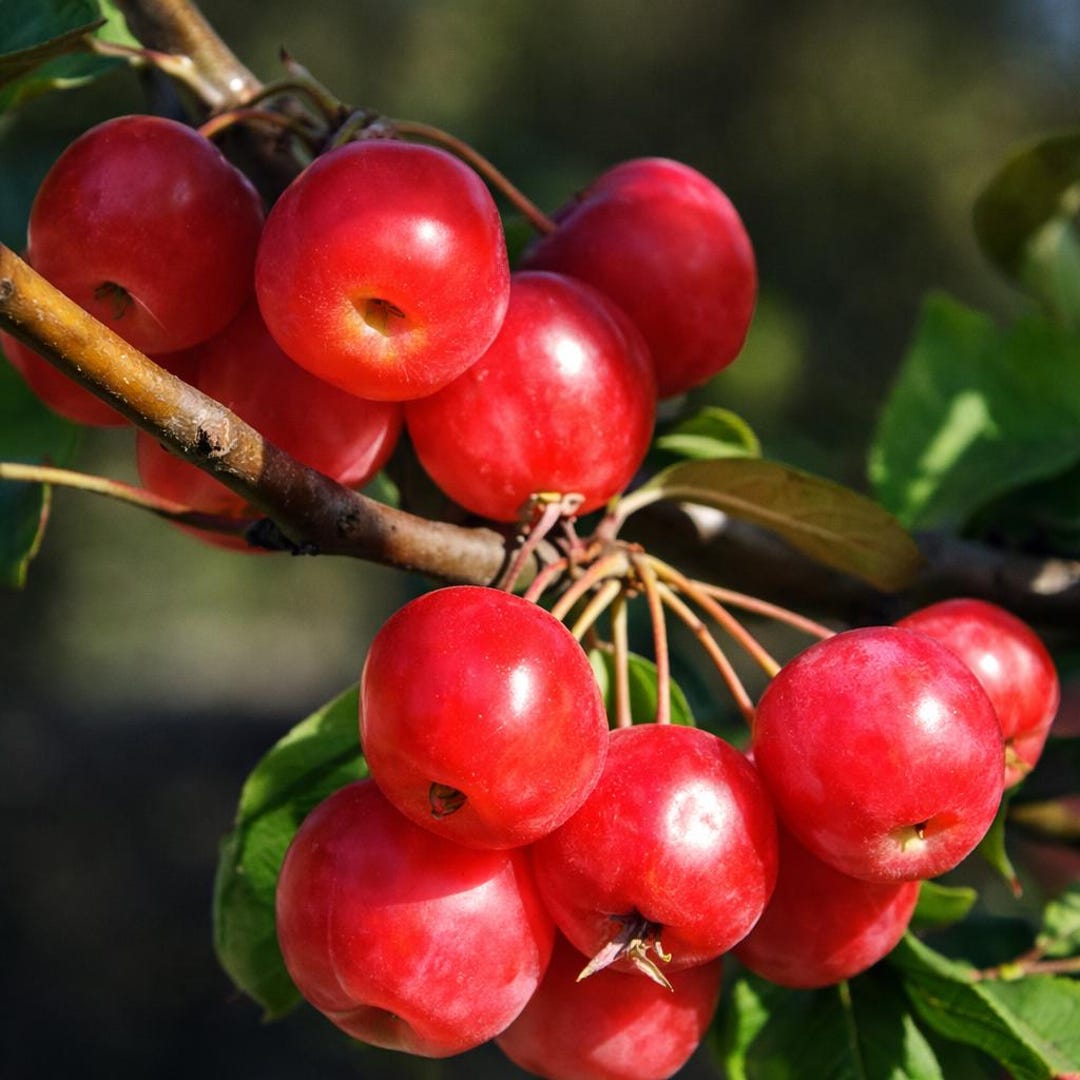 25 Dolgo Crabapple Seeds | Pink Glow Blossoms, Hardy Flowering Tree ...