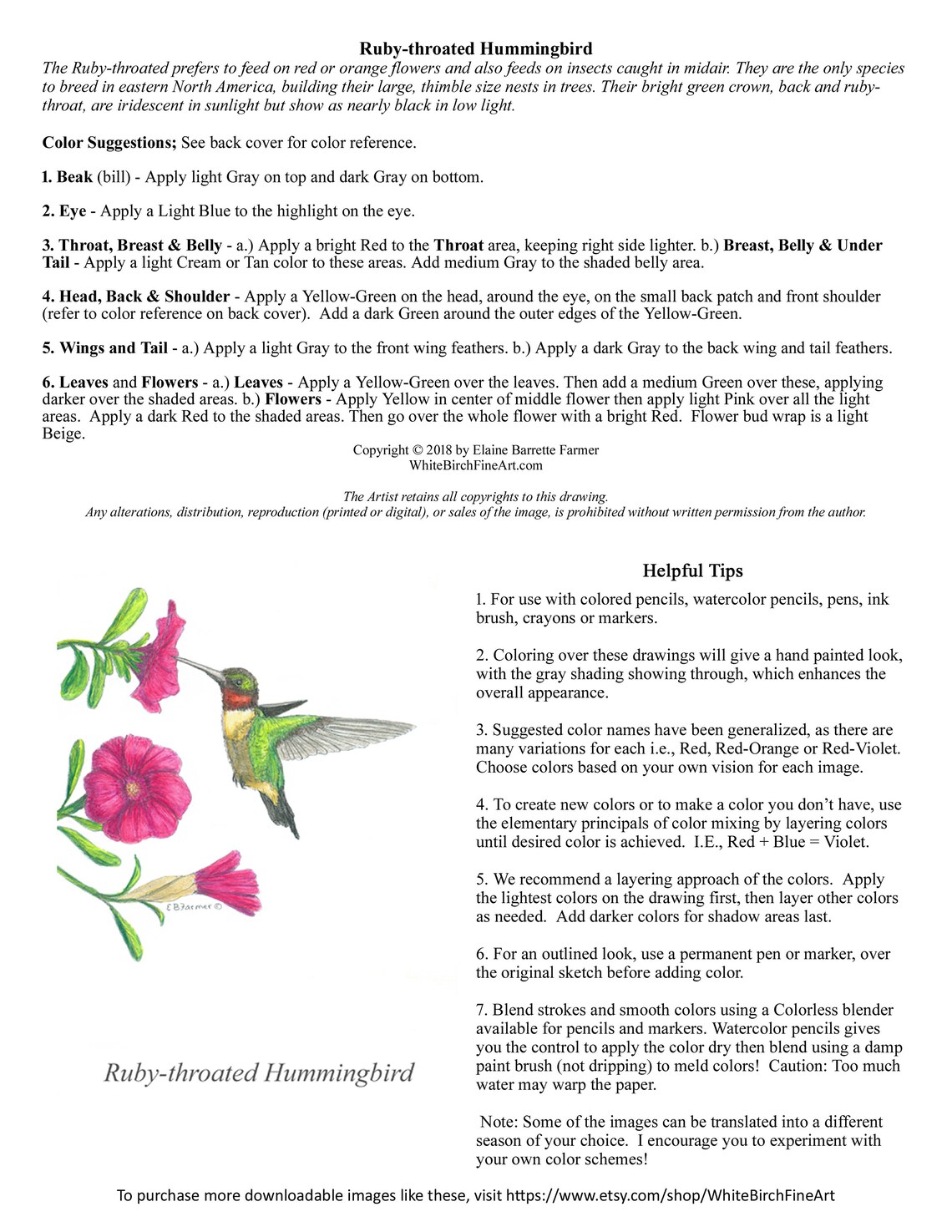 ruby-throated-hummingbird-hibiscus-coloring-pages-etsy