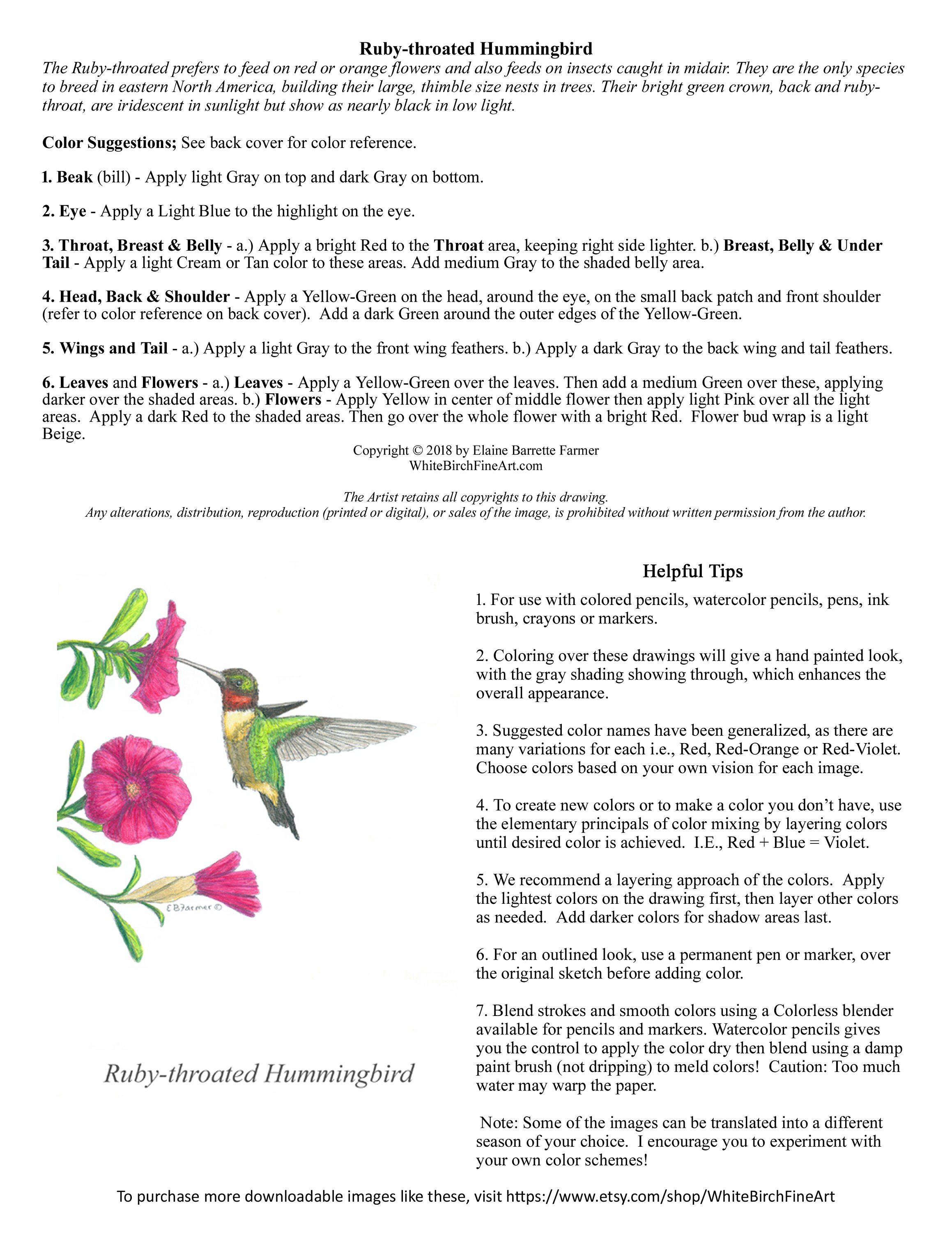 Ruby-throated Hummingbird Hibiscus Coloring Pages - Etsy