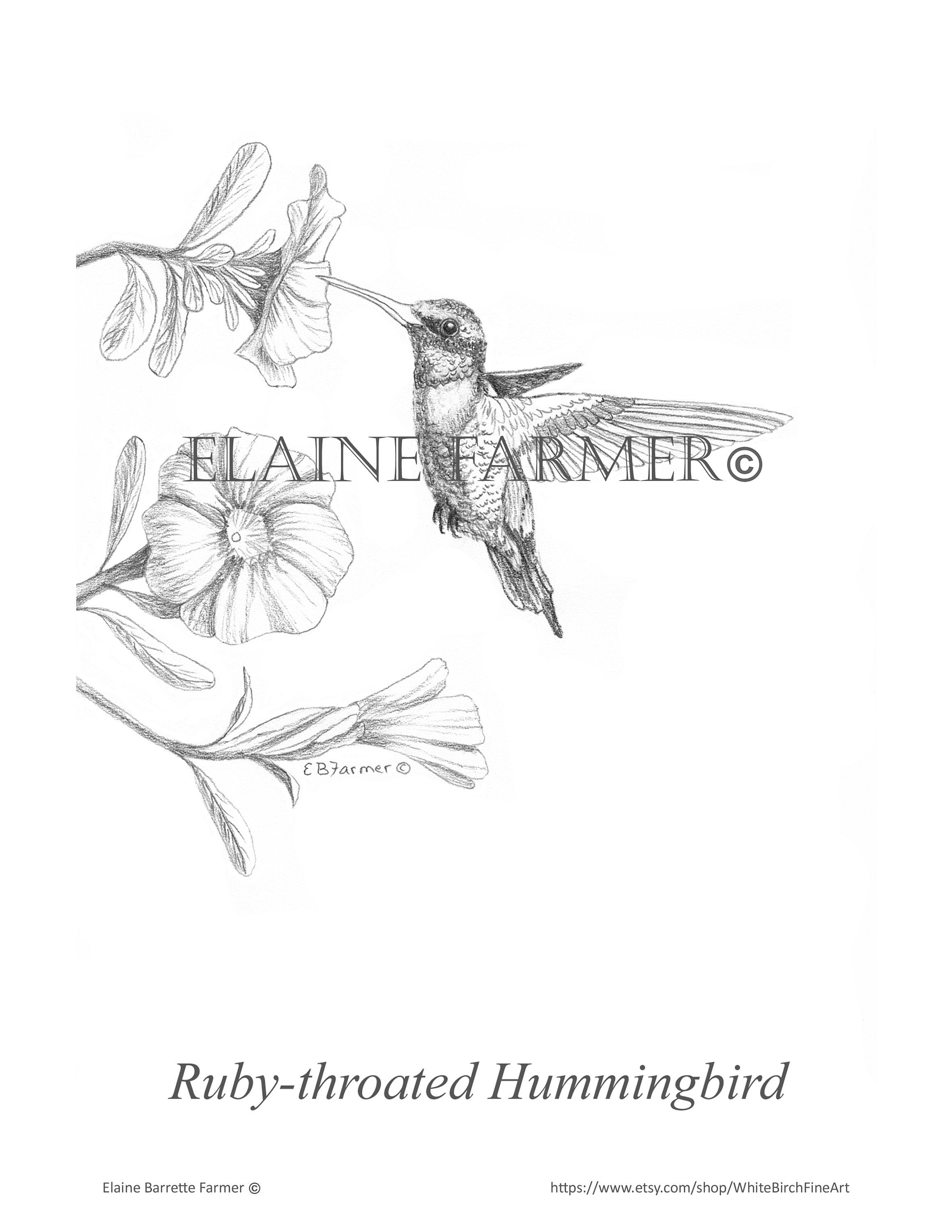 Ruby-throated Hummingbird Hibiscus Coloring Pages W/instructions for ...