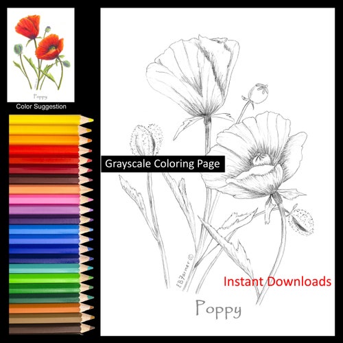 Coloring Pages POPPY Digital Download Poppies Coloring - Etsy