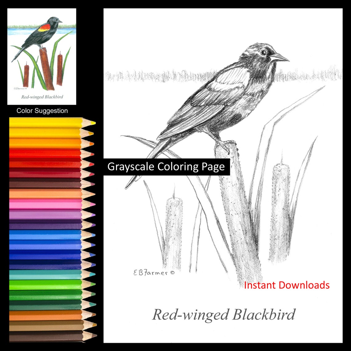 Red-winged Blackbird on Cattail Coloring Pages W/instructions | Etsy