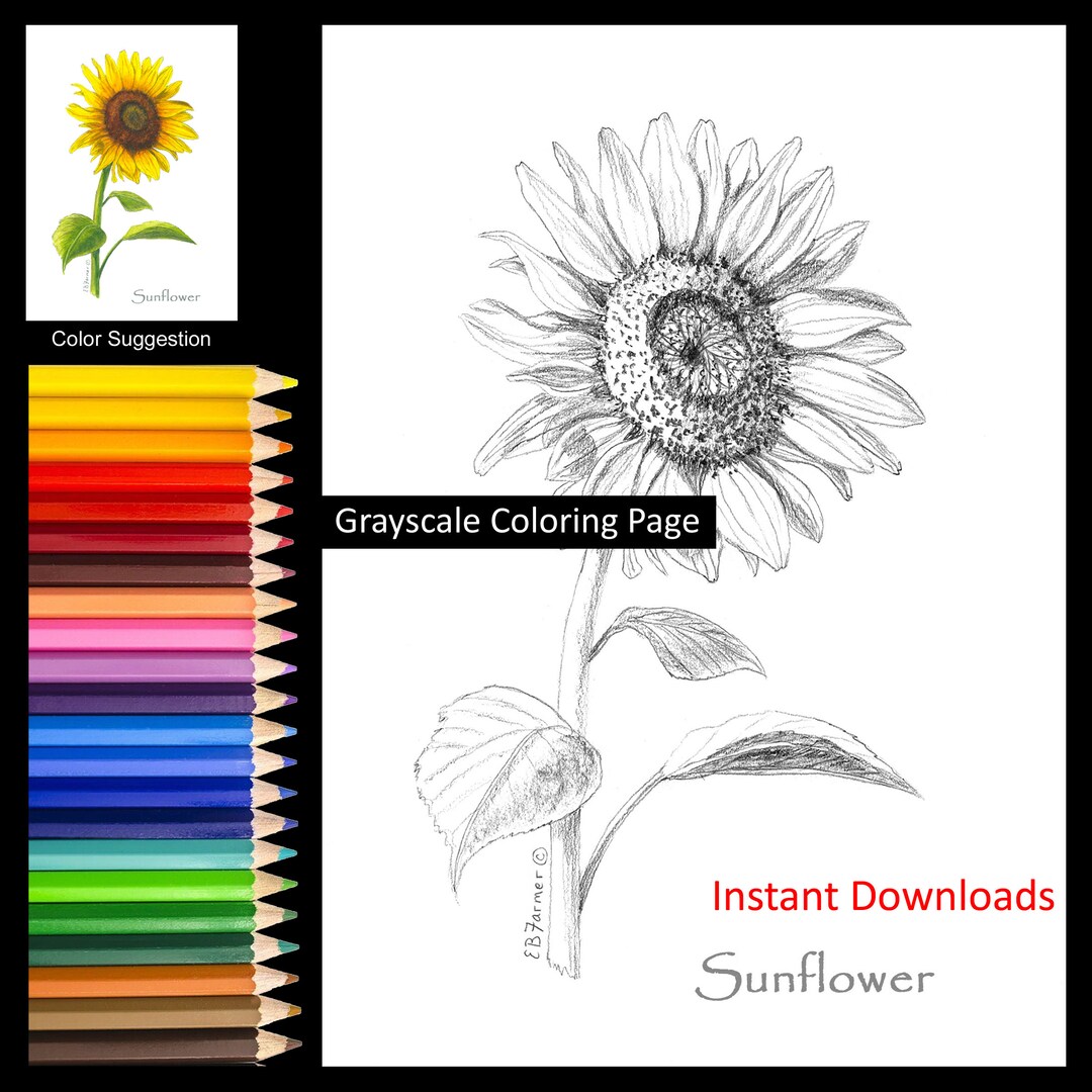 Sunflower Summer Yellow Flower Coloring Pages W/instructions for 5x7 ...