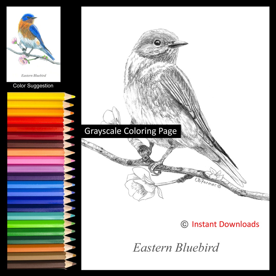Eastern Bluebird Cherry Blossom Branch Coloring Pages W/instructions ...