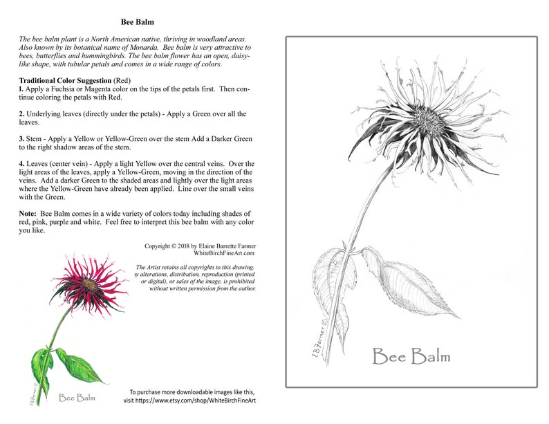 Bee Balm Flower Coloring Pages W/instructions for 5x7 and 8x10 - Etsy