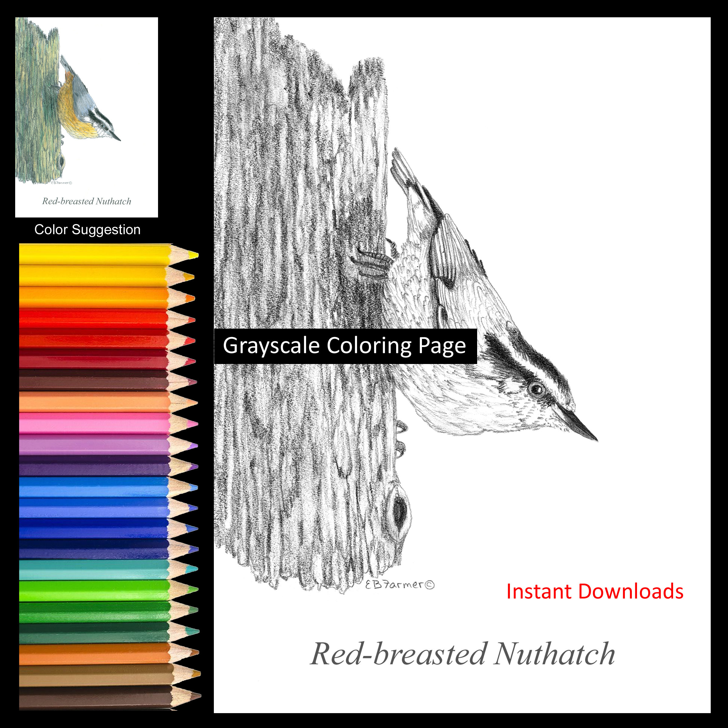 Nuthatch Coloring Pages