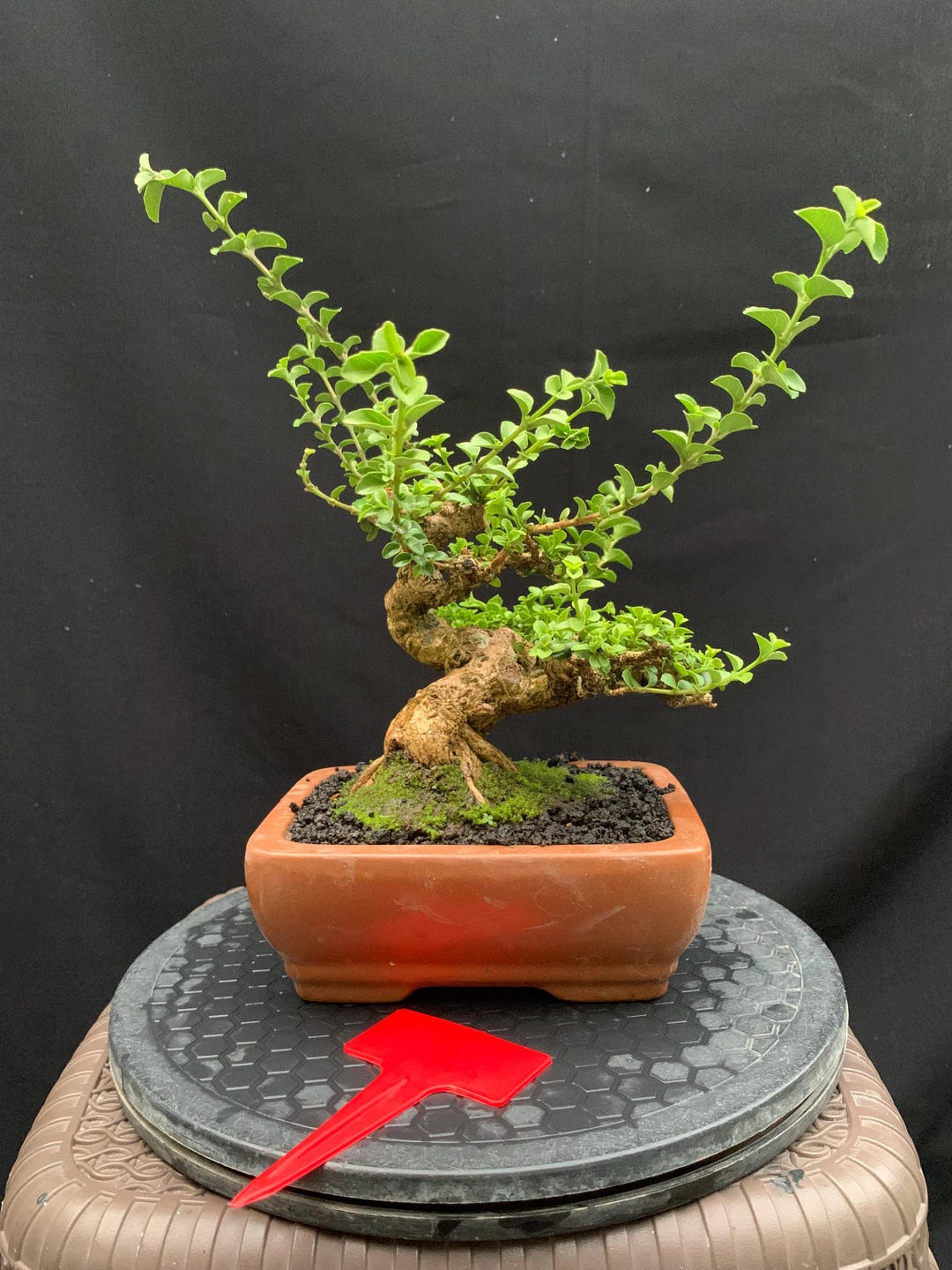 Premna Microphylla Bonsa1 Tree Real Picture - Etsy