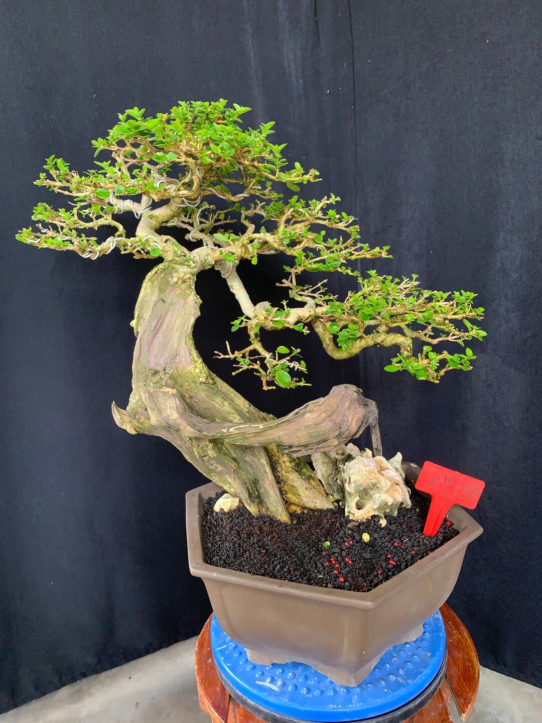 Premna Microphylla Bonsa1 Tree Real Picture - Etsy
