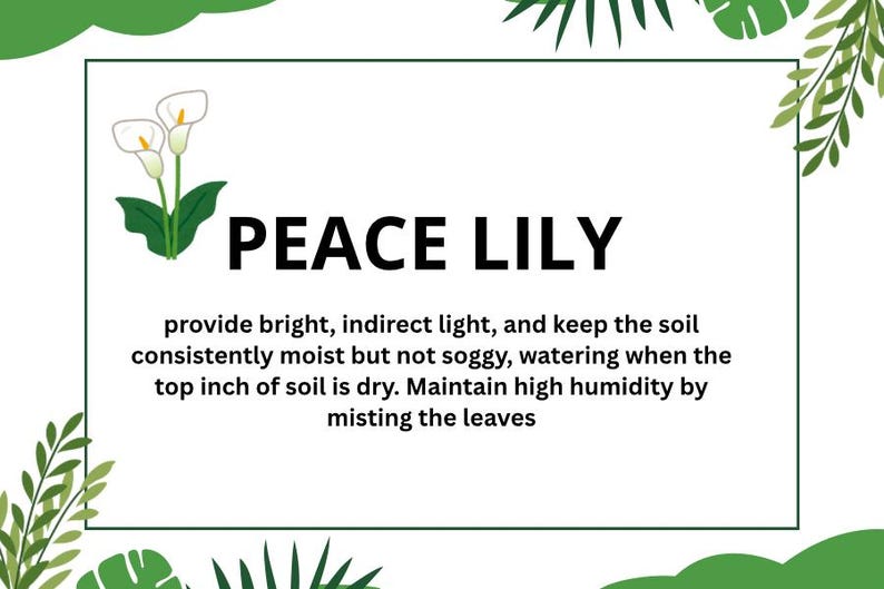 Printable Plant Labels Sheet | Monstera Pothos Peace Lily and More ...