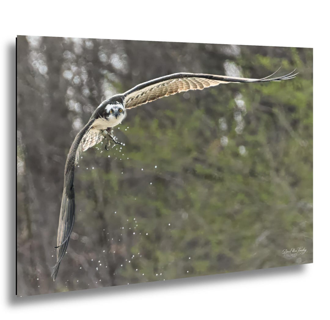 Shared Osprey Moment at the Haw River and Jordan Lake – Migratory Bird ...