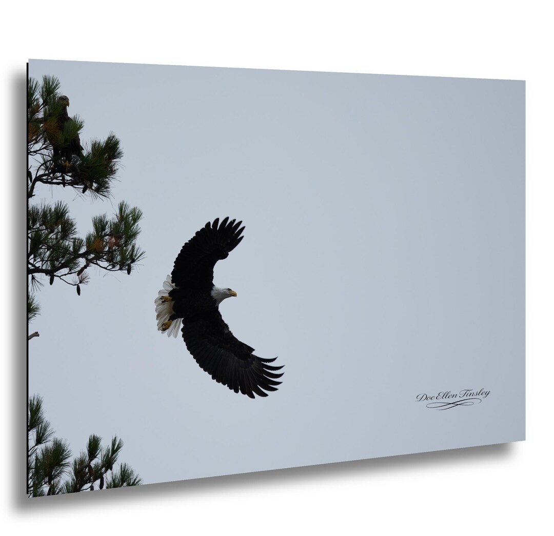 Adult Bald Eagle Launch — Watched From the Shadows - Etsy