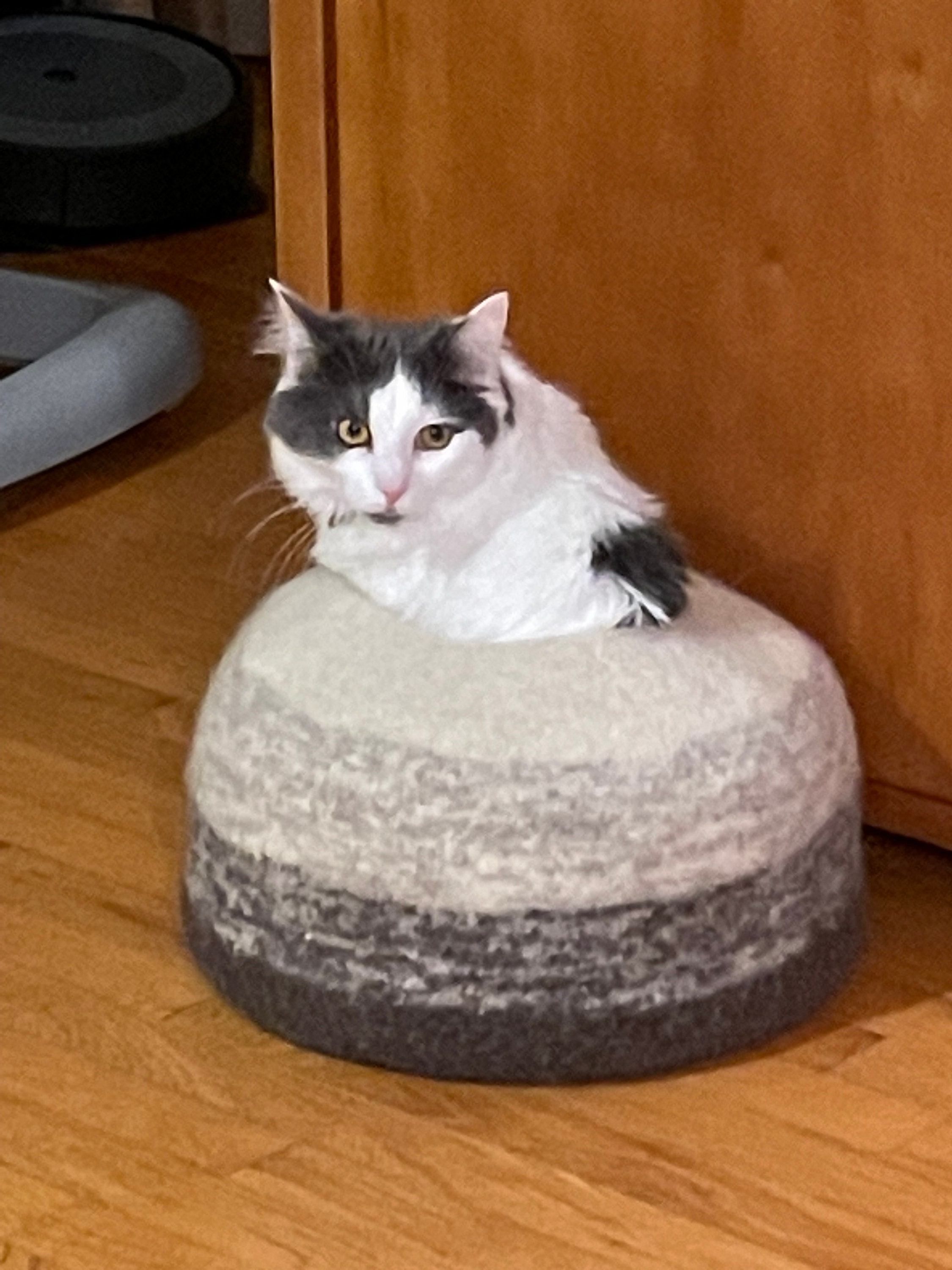 PDF Kitty Pod Knit Pattern - Etsy