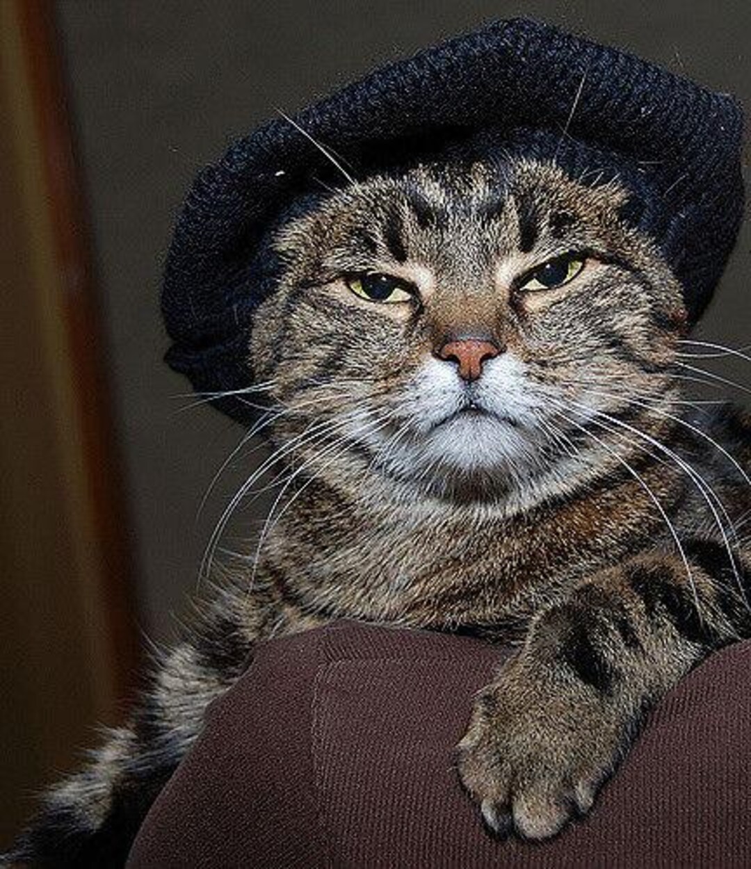 Cat Beret Crochet Pattern PDF – Cute Crochet Hat for Cats – Easy Pet ...