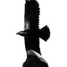 Bird Art, Raven Sculpture, Soapstone Sculpture, Stone Raven, Raven ...