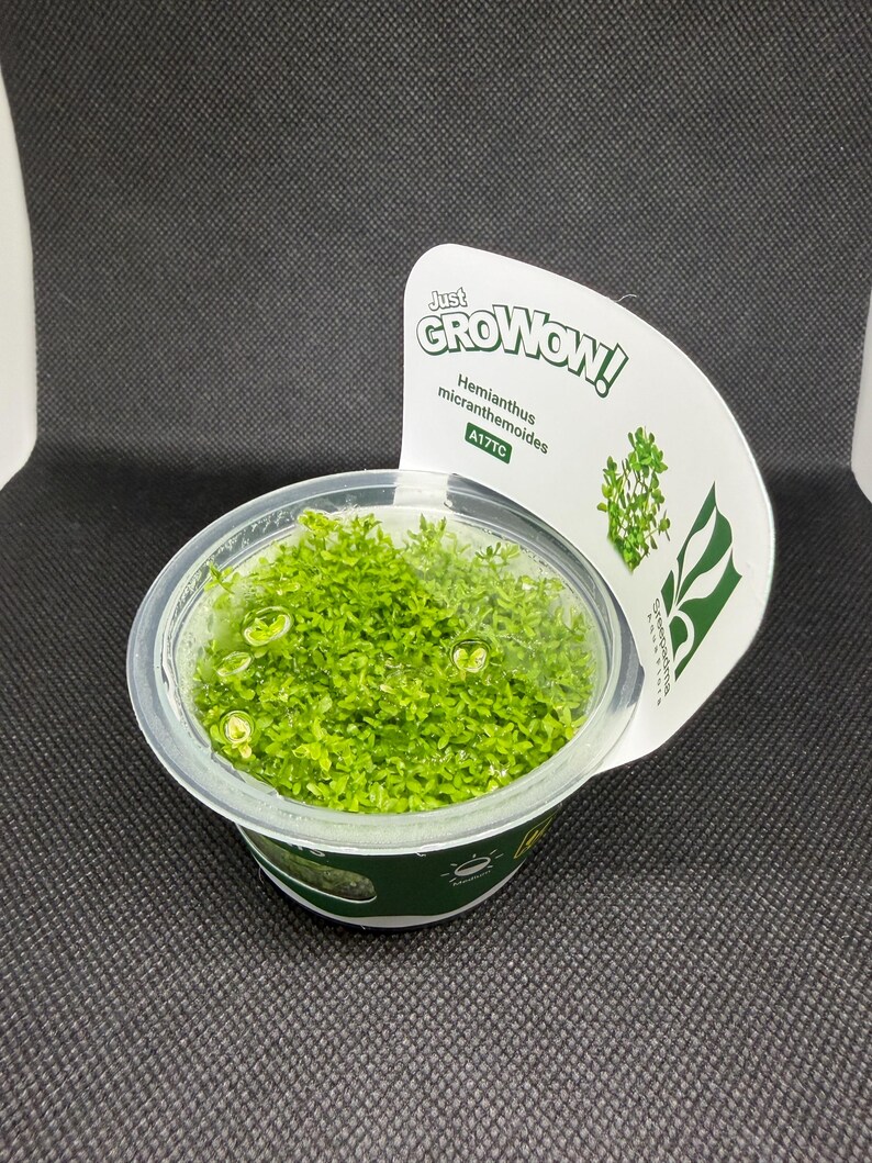 Micranthemum Micranthemoides (pearlweed) – Tissue Culture Aquarium ...