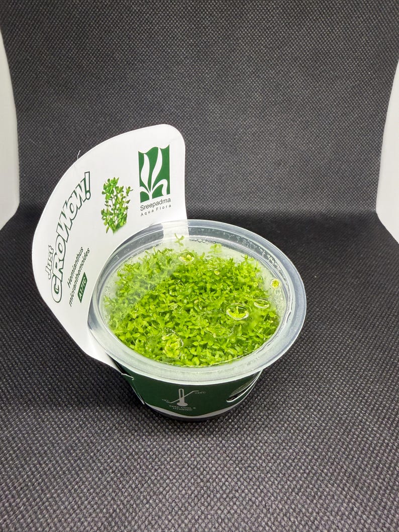 Micranthemum Micranthemoides (pearlweed) – Tissue Culture Aquarium ...