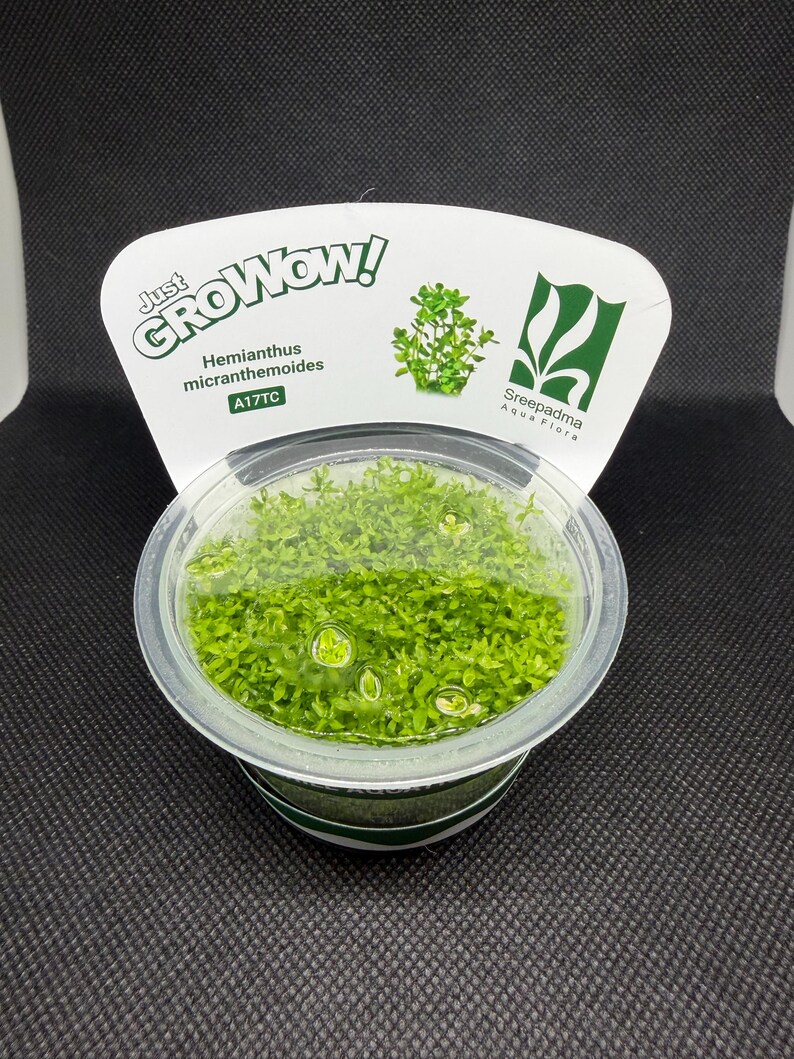 Micranthemum Micranthemoides (pearlweed) – Tissue Culture Aquarium ...