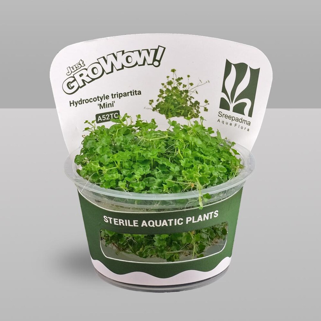 Hydrocotyle Tripartita 'mini' – Tissue Culture Aquarium Plant ...