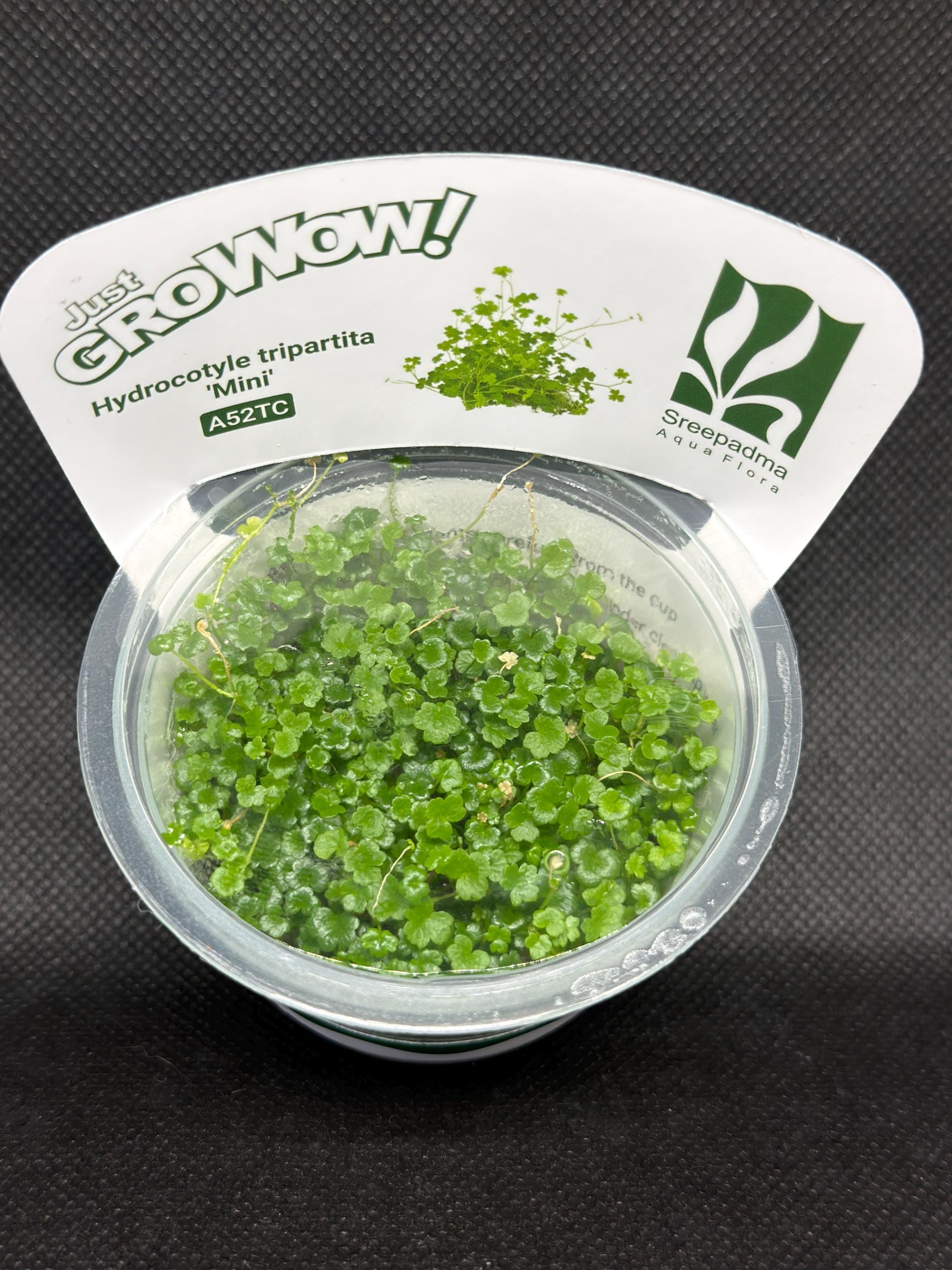 Hydrocotyle Tripartita 'mini' – Tissue Culture Aquarium Plant ...