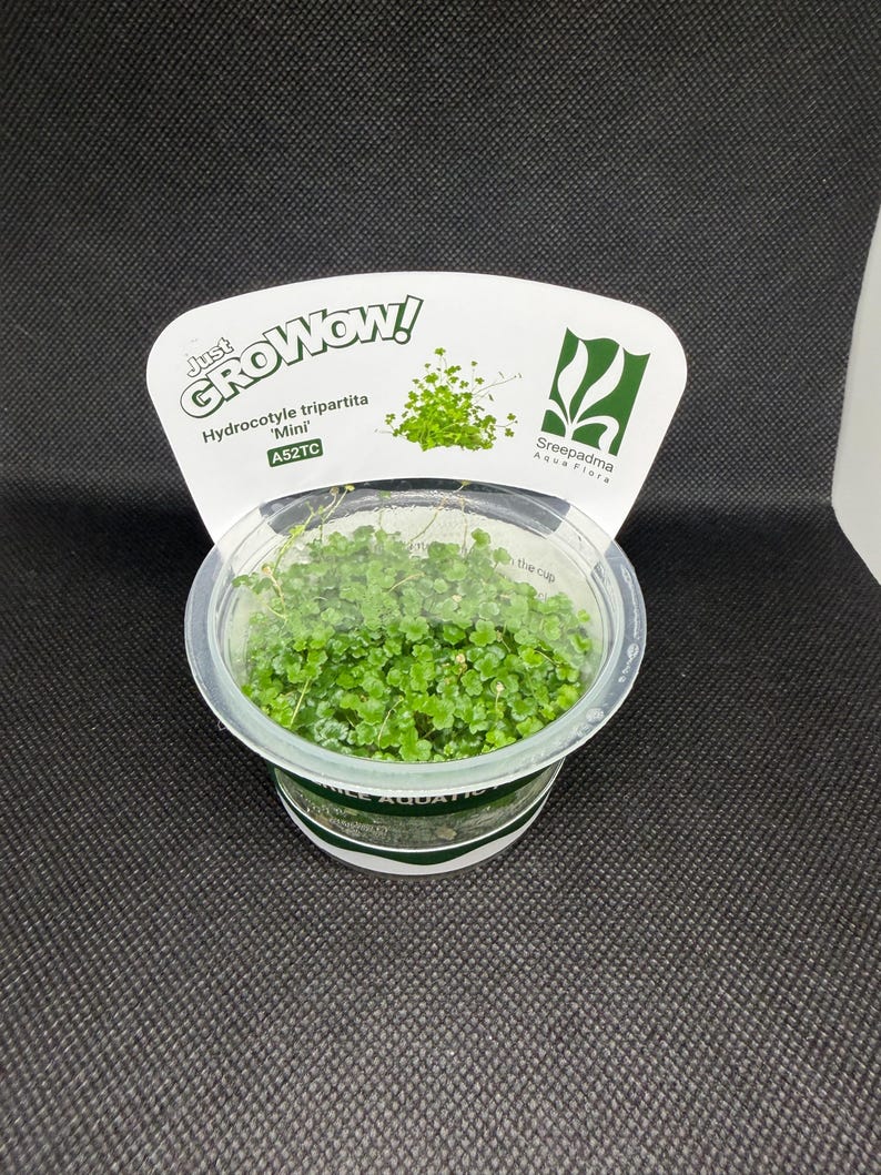Hydrocotyle Tripartita 'mini' – Tissue Culture Aquarium Plant ...