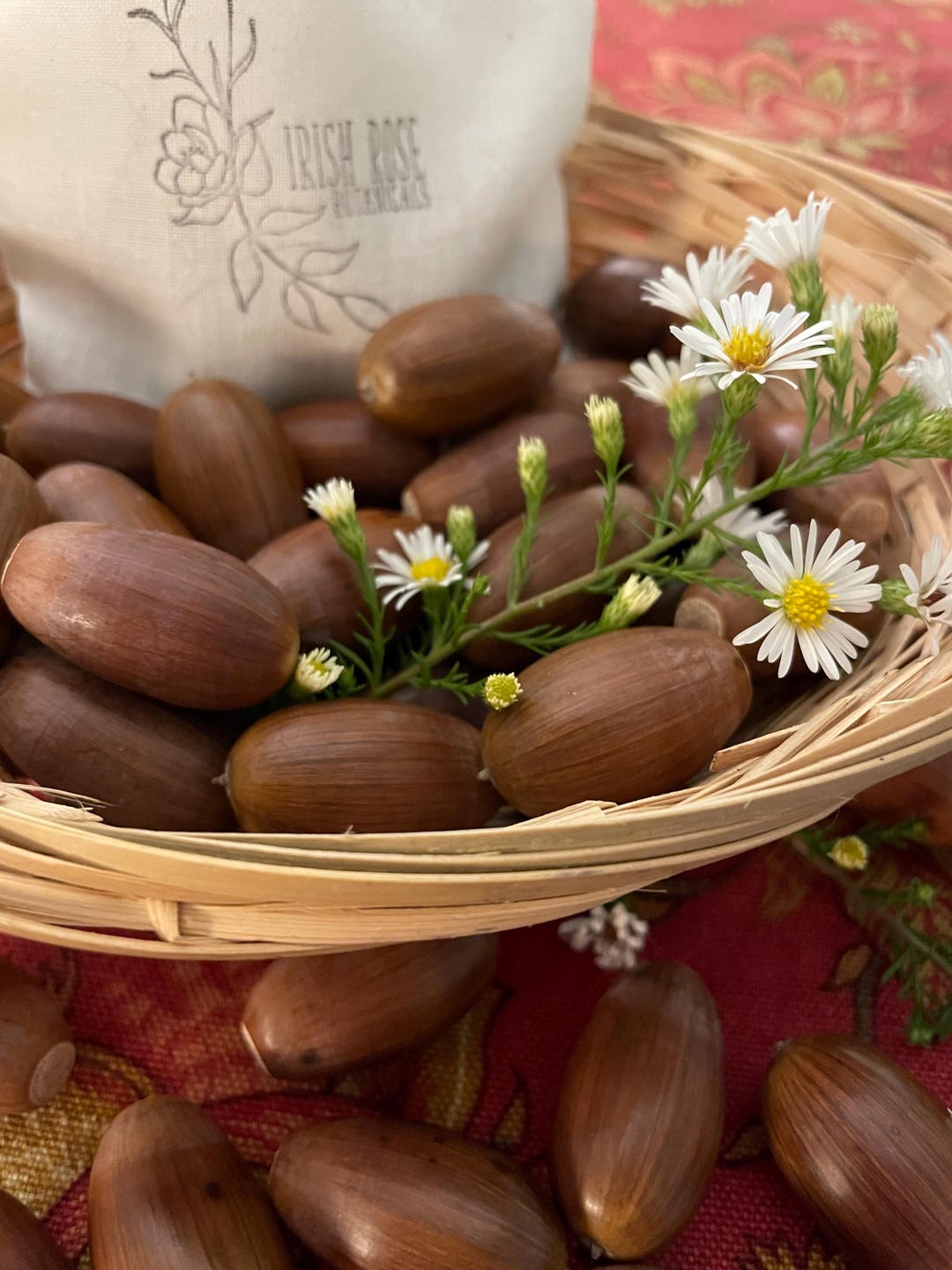 White Oak Acorns Quercus Alba Seeds 30 for 20 Dollars - Etsy