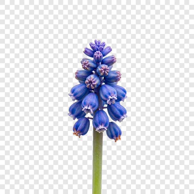 10 PNG Muscari Flowers Clipart, Grape Hyacinth Images, Transparent ...