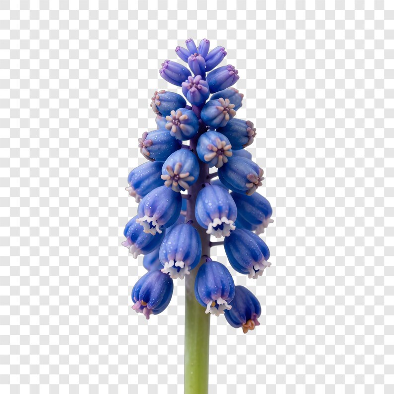 10 PNG Muscari Flowers Clipart, Grape Hyacinth Images, Transparent ...