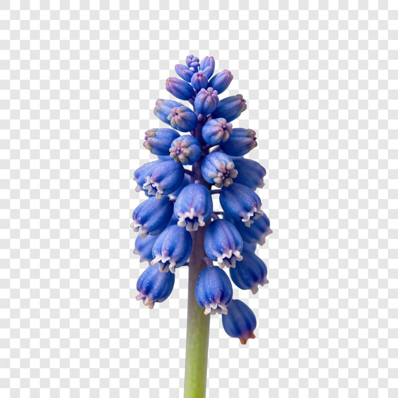 10 PNG Muscari Flowers Clipart, Grape Hyacinth Images, Transparent ...