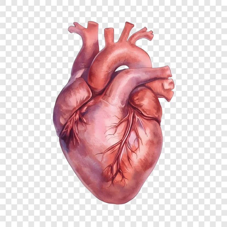 Anatomical Heart Clipart, Medical Heart Images, 10 PNG Transparent ...