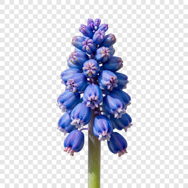 10 PNG Muscari Flowers Clipart, Grape Hyacinth Images, Transparent ...