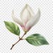 10 PNG Magnolia Clipart, Flower Branch Images, Transparent Background ...