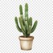 Cactus in Pot Clipart, Succulent Plant Images, 10 PNG Transparent ...