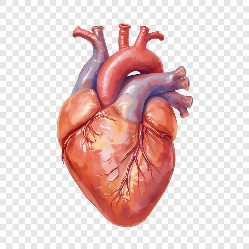 Anatomical Heart Clipart, Medical Heart Images, 10 PNG Transparent ...