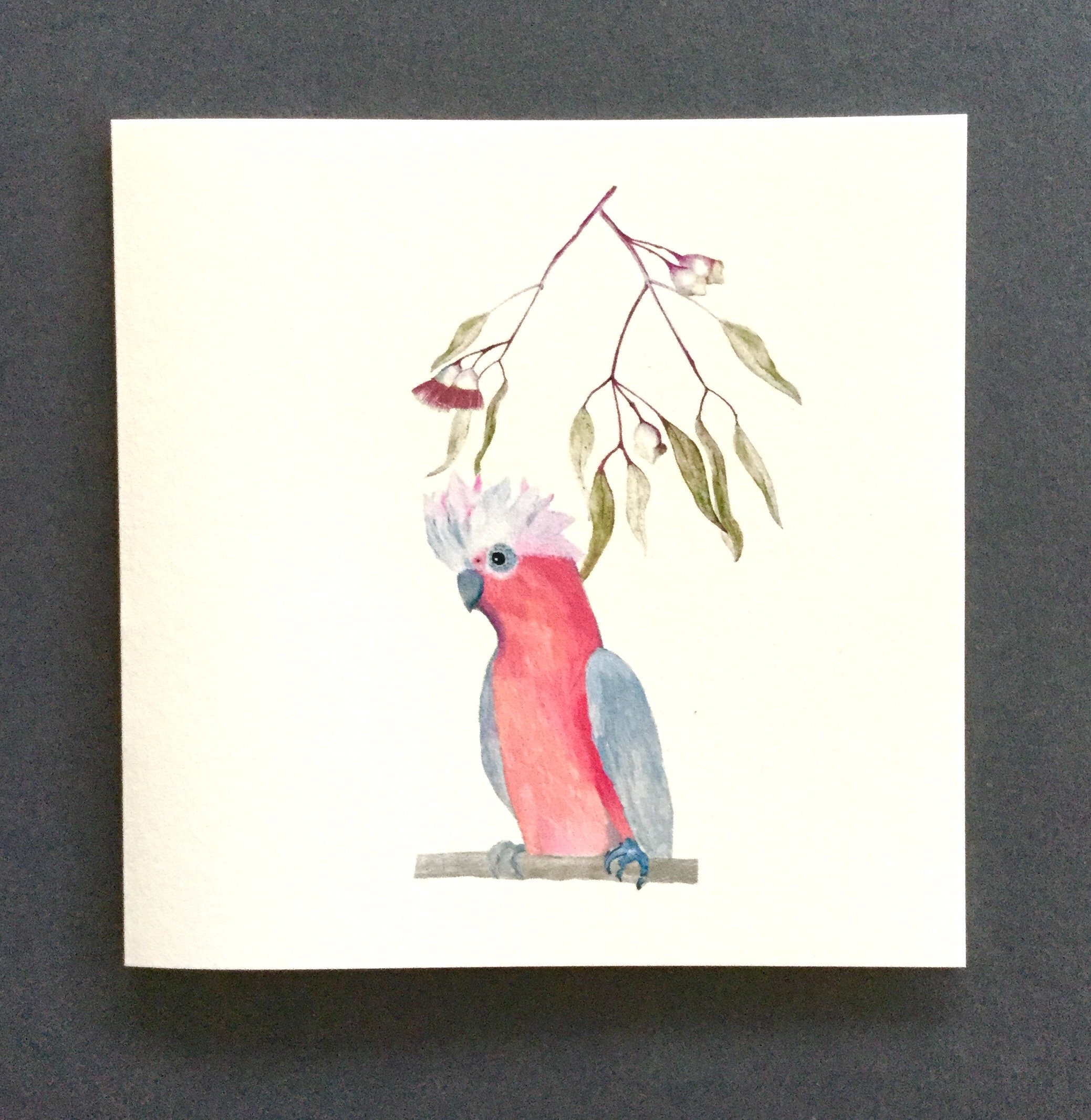 Galah Cockatoo Card, Australian Bird - Etsy