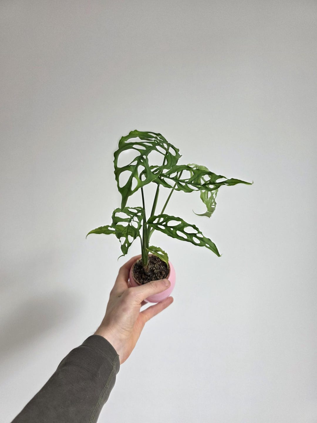 Monstera Obliqua Peru Live Plant | Rare Swiss Cheese Plant | EXACT ...