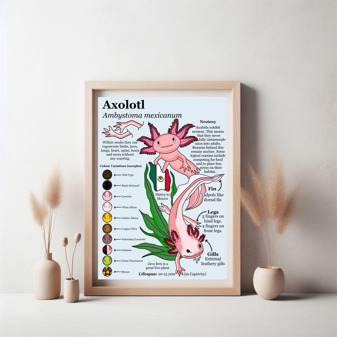Axolotl Infographic Art Print Fact Sheet - Etsy