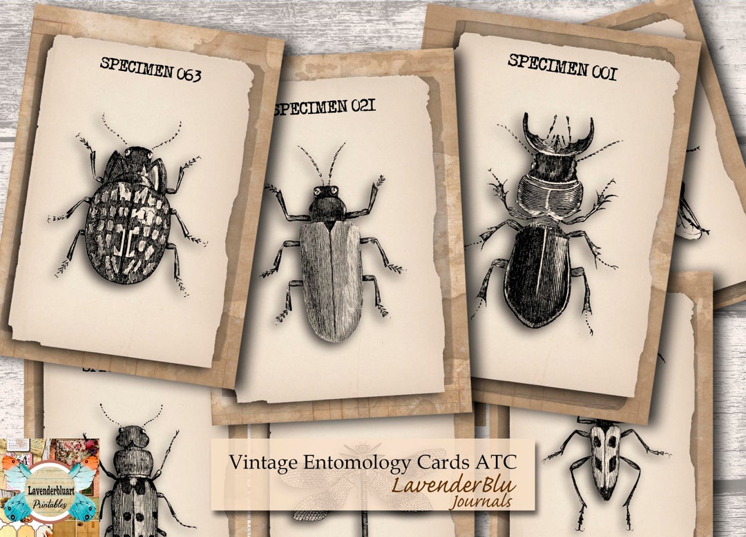 Entomology Journal Cards: Vintage Insect Ephemera (digital Download) - Etsy