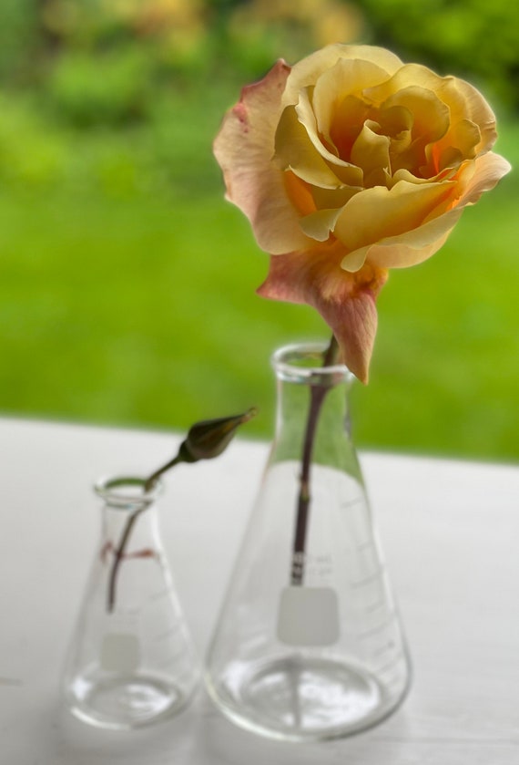 Pyrex Glass Beakers Flower Vases 500 Ml or 125 Ml 4980 - Etsy
