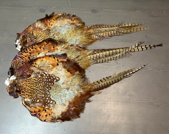 Trophy Ringneck Pheasant Taxidermy Mount. Cabin, Home Decor Naturally ...