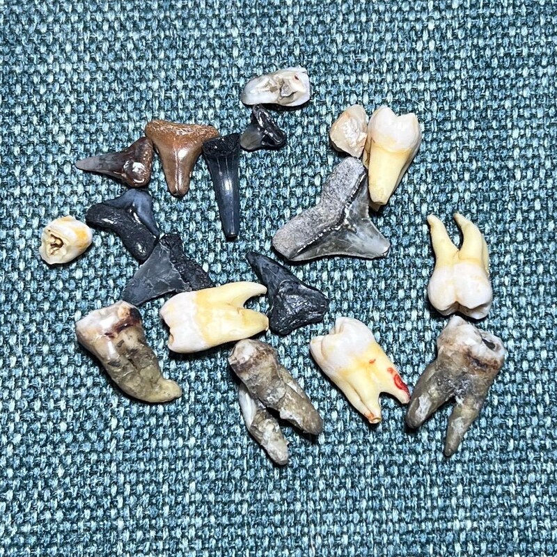 Fake Human Teeth - Etsy