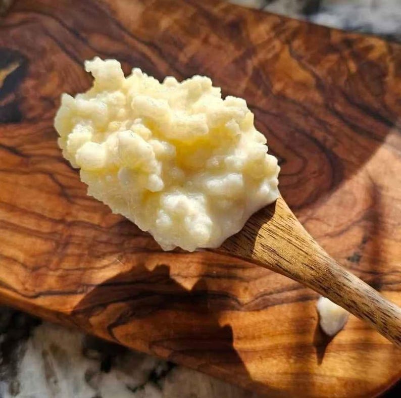 Milk Kefir Grains- 25+ Strains of Potent Probiotics! - Etsy