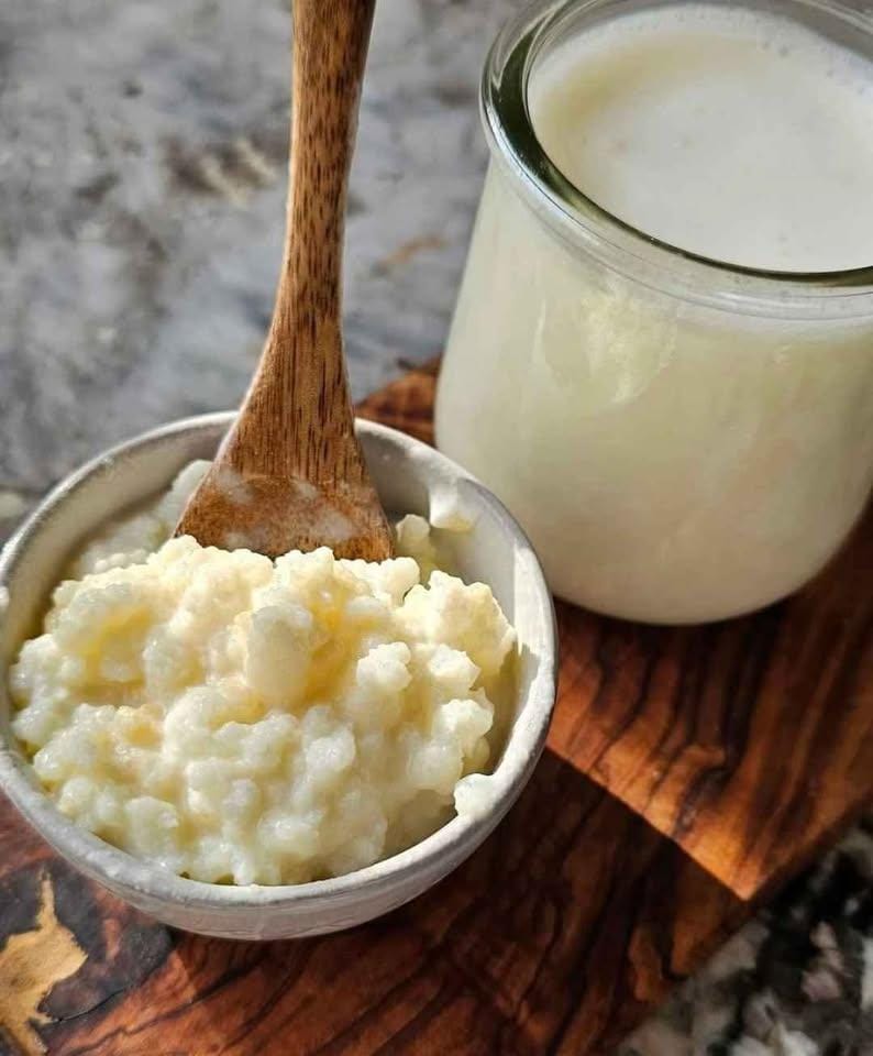 Milk Kefir Grains- 25+ Strains of Potent Probiotics! - Etsy
